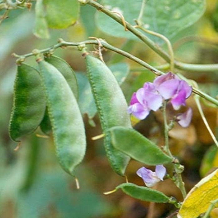 Dolichos Bean Lab Lab Traditional Seeds GardenHunt Dolichos Bean Lab Lab Traditional Seeds GardenHunt