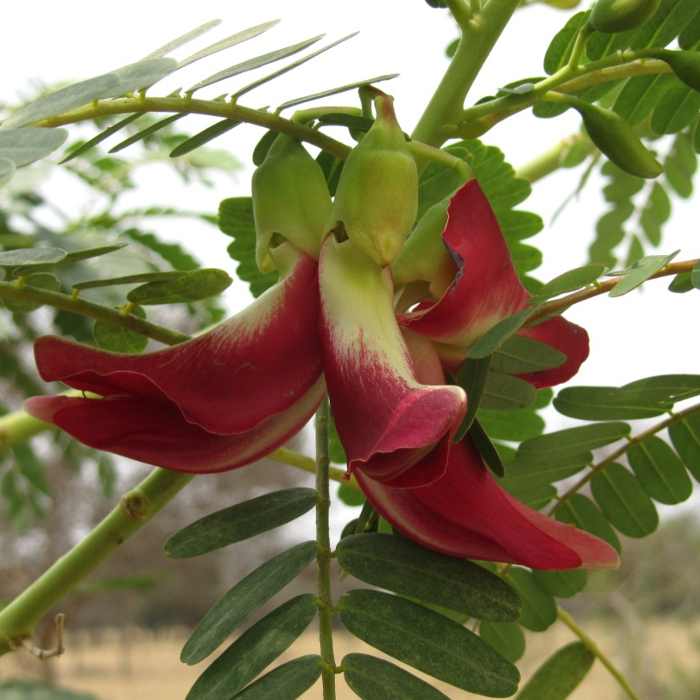 Sesbania Red (Agathi) Traditional Seeds - GardenHunt