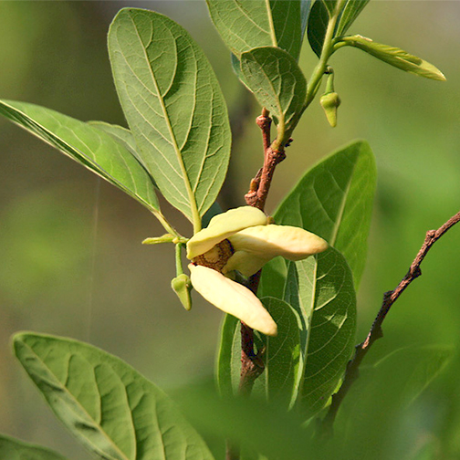 Custard Apple (Sitafal) - GardenHunt