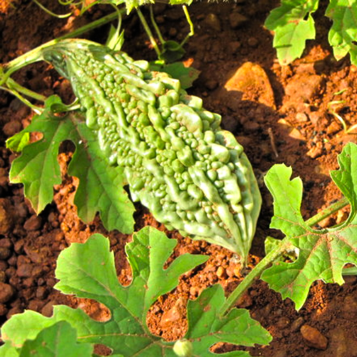Bitter Gourd Medium size - GardenHunt