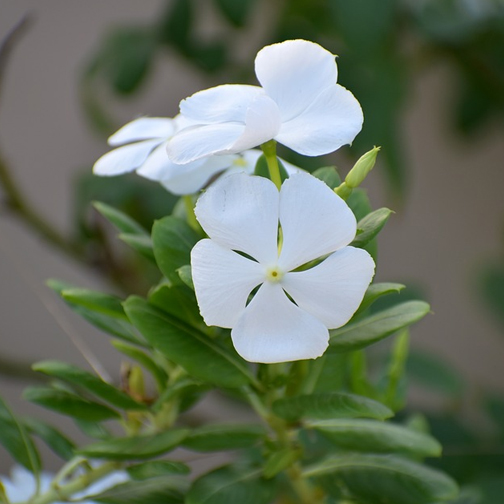 Vinca Rosea (White) - GardenHunt