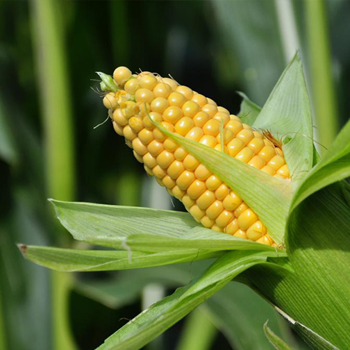 Corn (Maize)_Traditional Seeds - GardenHunt