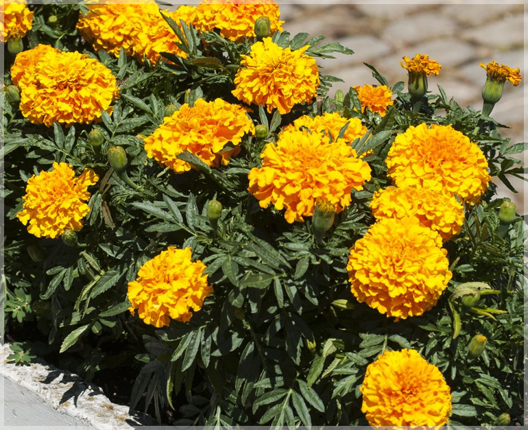 Marigold Orange Dwarf - (Pack of 75 Seeds) - GardenHunt