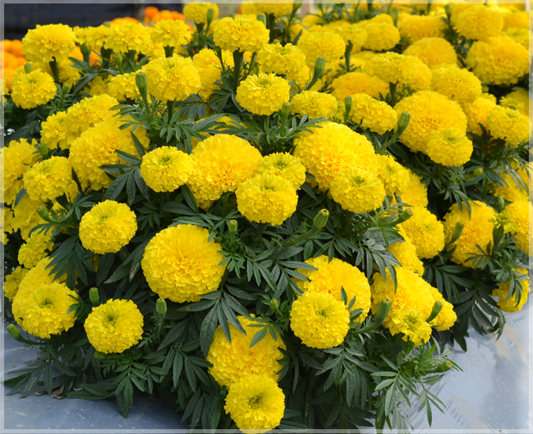 Marigold Yellow Dwarf - (Pack of 75 Seeds) - GardenHunt