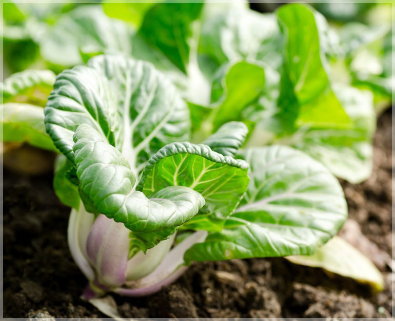 Pak Choi - (Pack of 50 Seeds) - GardenHunt