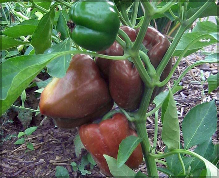 Home & Living Chocolate Beauty Bell Peppers Outdoor & Gardening Seeds ...
