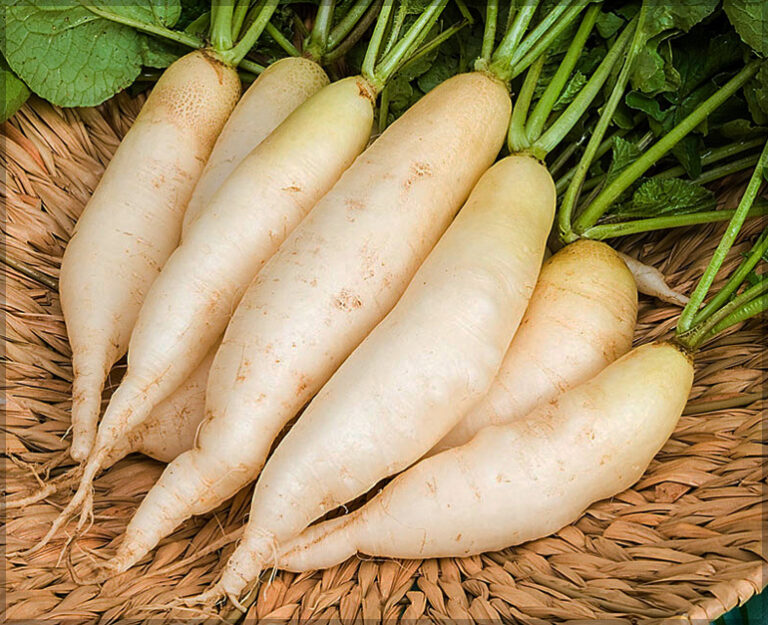 Radish White Long - (Pack of 100 Seeds) - GardenHunt