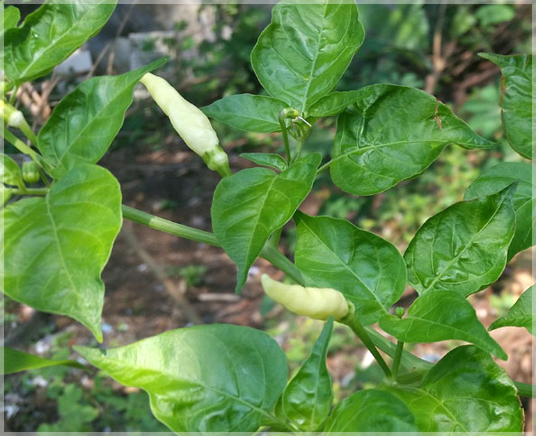 Kanthari Chilli (White) / Kanthari Mulaku - (Pack of 20 Seeds) - GardenHunt