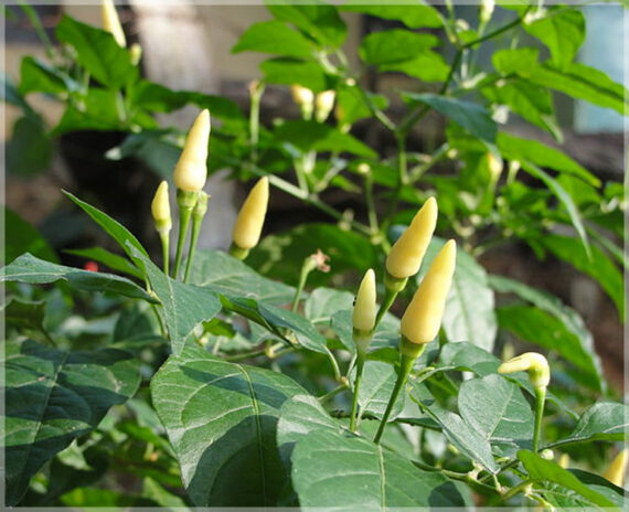 Kanthari Chilli (White) / Kanthari Mulaku - (Pack of 20 Seeds) - GardenHunt