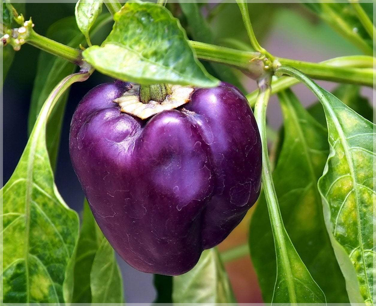 Capsicum Purple Beauty (Bell Pepper) - (Pack of 35+ Seeds) - GardenHunt