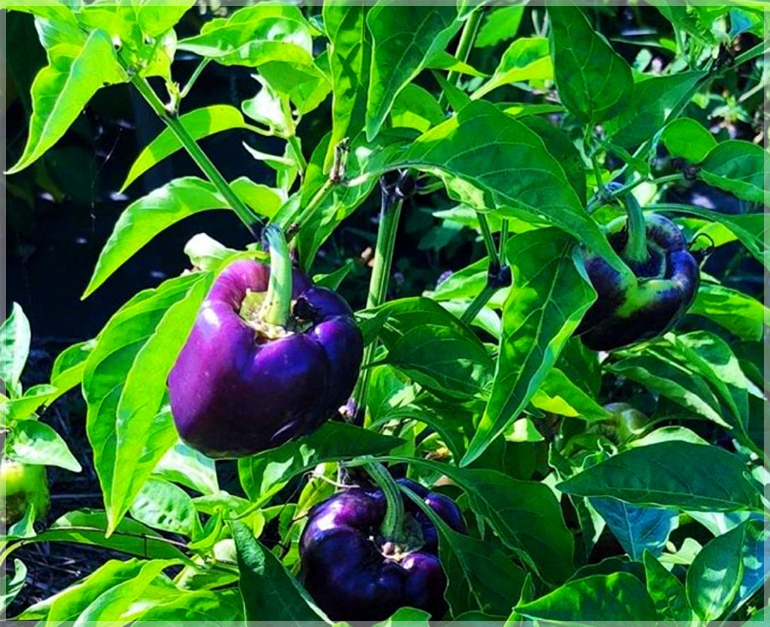 Capsicum Purple Beauty (Bell Pepper) - (Pack of 35+ Seeds) - GardenHunt