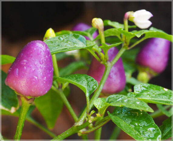 Chilli Purple (Round) / Hot Pepper - (Pack of 20+ Seeds) - GardenHunt