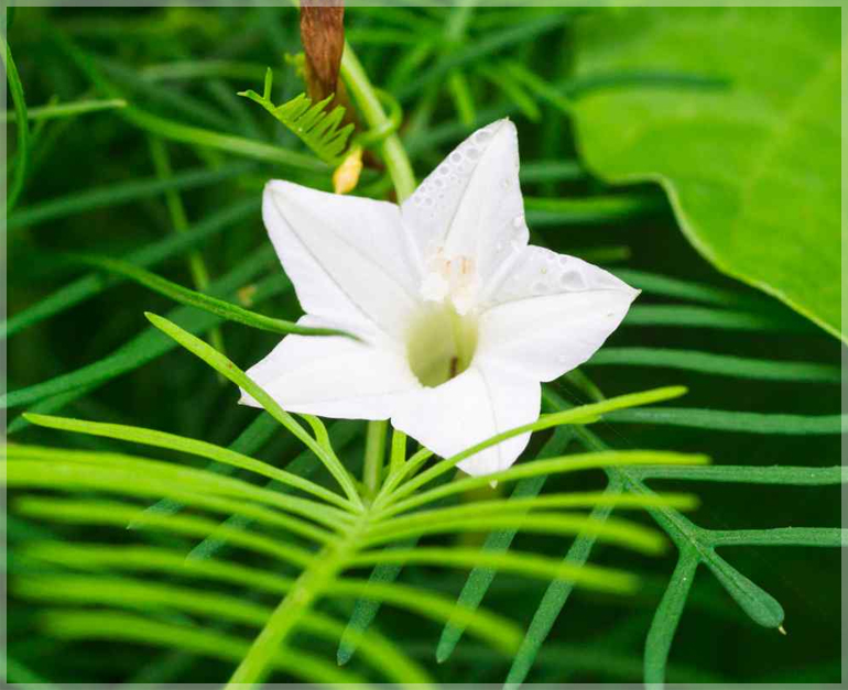 Cypress Vine / Humming Bird Vine (White) - (Pack of 15+ Seeds) - GardenHunt
