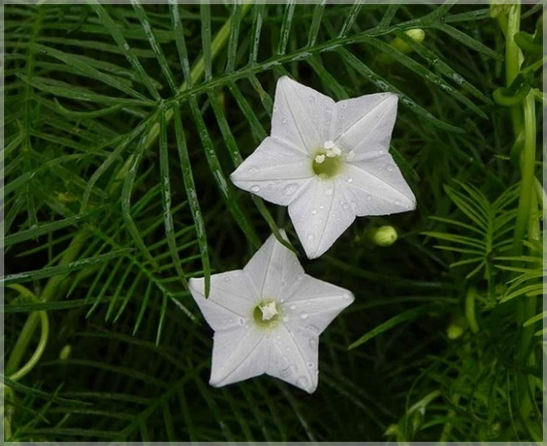 Cypress Vine / Humming Bird Vine (White) - (Pack of 15+ Seeds) - GardenHunt