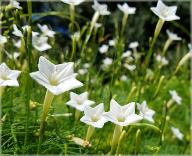 Cypress Vine / Humming Bird Vine (White) - (Pack of 15+ Seeds) - GardenHunt
