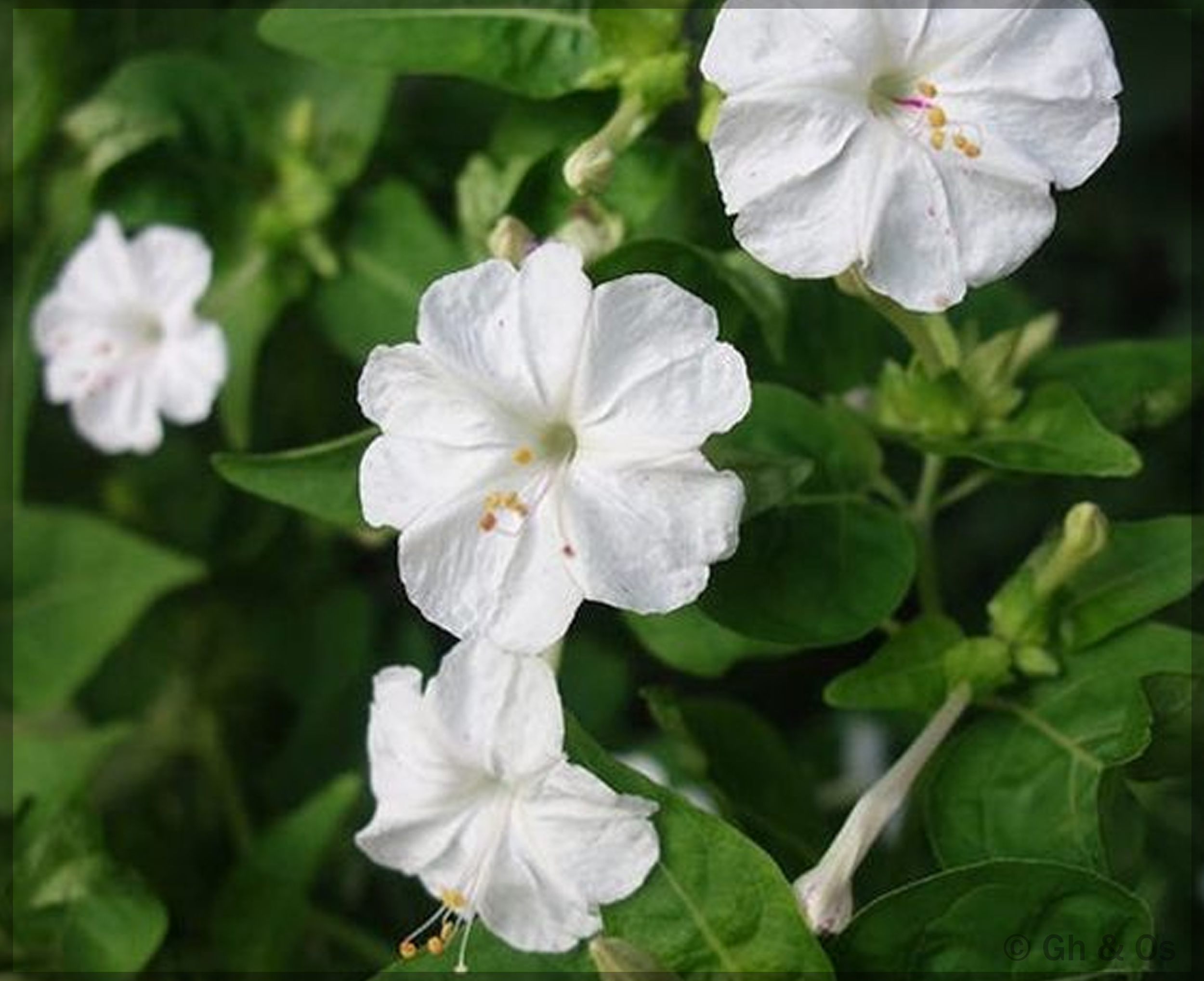 4'O Clock / Four O' Clock Orange Flower Seeds (Mirabilis jalapa ...